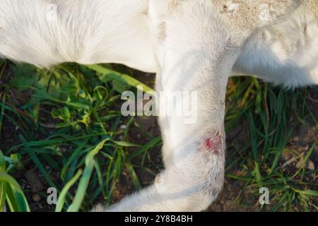 Dog blood. Wounded pet paw. Lot of blood in animal. Injured animal in ...