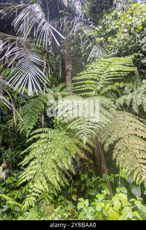Cyateaceae, Cyatheaceae, ferns in the order Cyatheales , scaled tree ...