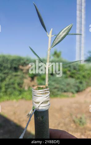 Olive tree bud grafting. Scion inserted in rootstock in order to growth ...