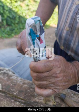 Olive tree bud grafting. Scion inserted in rootstock in order to growth ...