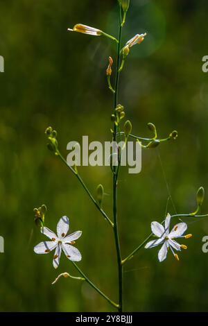 Closeup of a tiny white flower with the blurred background Stock Photo ...