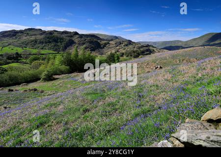 View of bluebell flowers in the Kentmere valley, Lake District National ...
