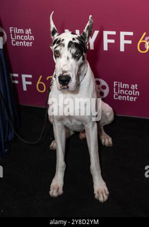 Bing the dog attends the premiere of "The Friend" at IPIC Theaters on ...