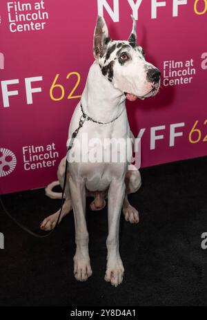 Bing the dog attends the premiere of "The Friend" at IPIC Theaters on ...