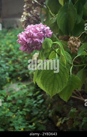 Hydrangea bush in bloom seen up close Stock Photo - Alamy