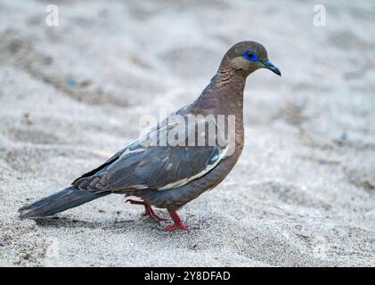West Peruvian Dove (Zenaida meloda Stock Photo - Alamy