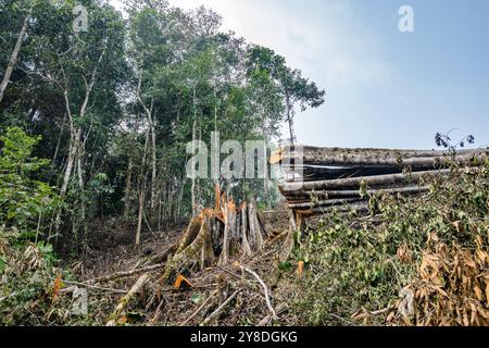 Large swath of forest were cut for agriculture development. Peru, South ...