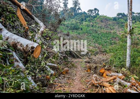 Large swath of forest were cut for agriculture development. Peru, South ...