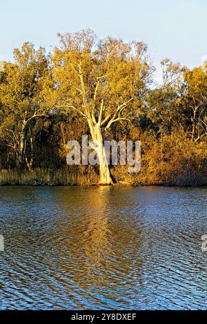 Red River Gum Eucalyptus camaldulensis, Victoria, Australia Stock Photo ...
