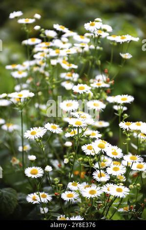 Views of Daisy Flowers in a Garden Stock Photo - Alamy
