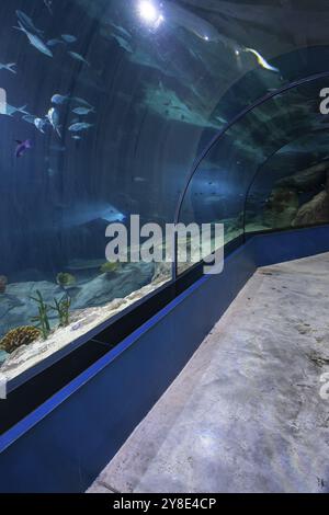 Exhibition room, aquarium, Odysseo Oceanarium Mauritius, show aquarium ...