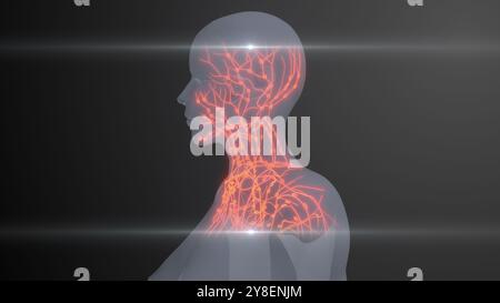 lymphatic system of female body anatomy in x-ray form Stock Photo - Alamy