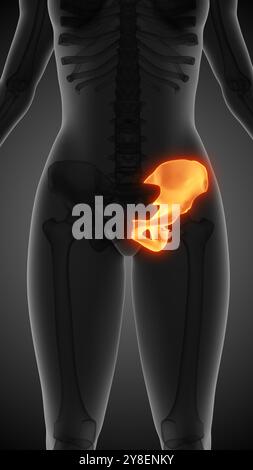 Human sacrum pain medical concept Stock Photo - Alamy