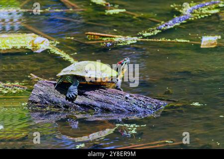 The painted turtle (Chrysemys picta) is the most widespread native ...