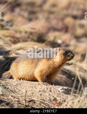 The long-tailed marmot (Marmota caudata) or golden marmot is a marmot ...