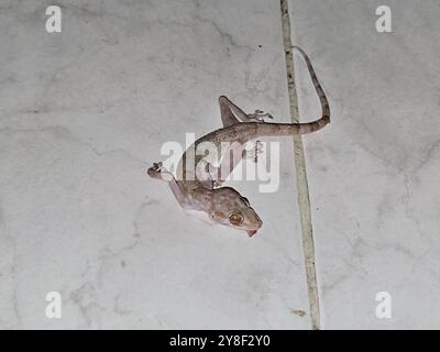 dead Egyptian wall gecko, geckos, house moon lizard, tiktiki, chipkali ...