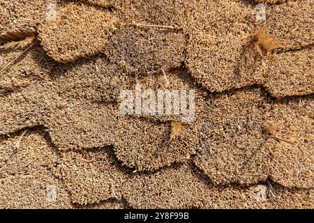 bundles of reeds for background use Stock Photo - Alamy