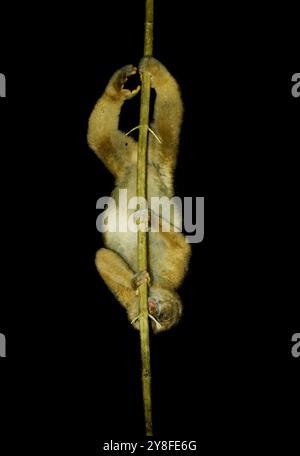 Philippine slow loris (Nycticebus menagensis) from Deramakot Forest ...