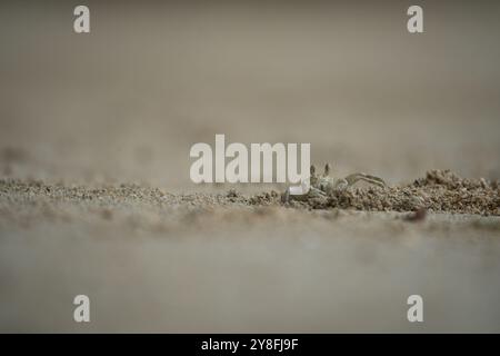 Ghost crab digging the whole after a high tide, Mahe, Seychelles Stock ...