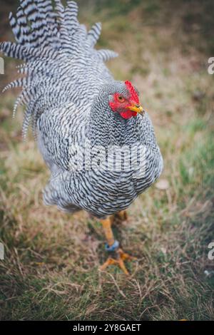 Young Amrock rooster (Gallus gallus domesticus Stock Photo - Alamy