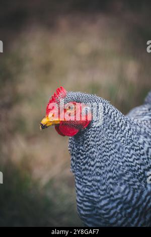 Young Amrock chicken rooster Stock Photo - Alamy