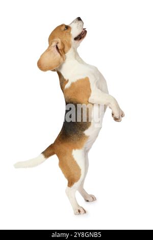 Beagle dog is standing on hind legs isolated on white background Stock ...