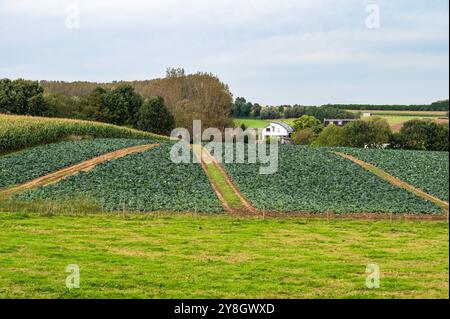 Colorful agriculture fields and hills at the Flemish countryside around ...