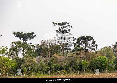 Paraná pine trees, Araucaria angustifolia, growing around farmhouse ...