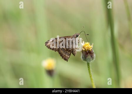 Foraging Mimosa Skipper (Cogia calchas) in Panama Stock Photo - Alamy