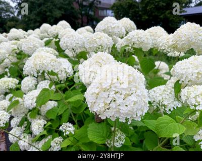 Beautiful hydrangea bushes blooming on city street Stock Photo - Alamy