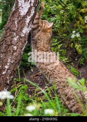 Female Scottish Wildcat Scratching on a Tree Stock Photo - Alamy