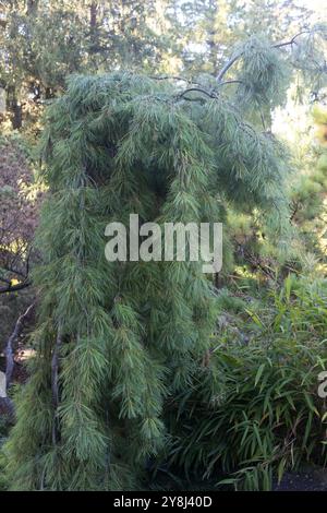 A weeping white pine, Pinus strobus 'Pendula' on the west side ...