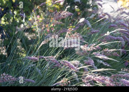 Melinus nerviglumis 'Savannah' ruby grass Stock Photo - Alamy