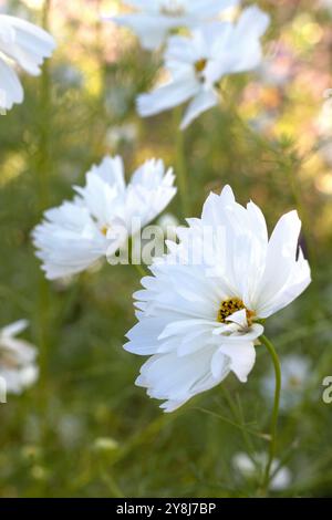 Cosmos Bipinnatus 'Fizzy White' garden cosmos flowers Stock Photo - Alamy