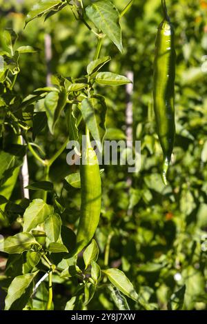 Capsicum baccatum L Capsicum baccatum L Stock Photo - Alamy