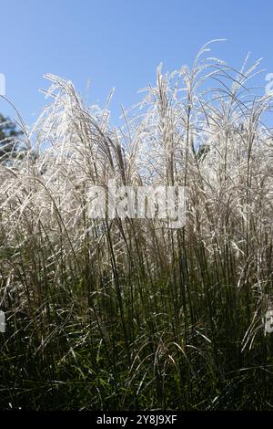 Miscanthus sinensis 'Graziella' Japanese Silver grass Stock Photo - Alamy