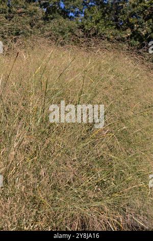Switchgrass, Panicum virgatum Cloud Nine, Switch Grass Stock Photo - Alamy