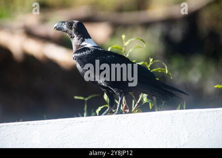 White napped Raven in Kisoro Uganda Stock Photo - Alamy