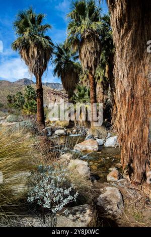 Murray Canyon Trail, Indian Canyons, Palm Springs. A tranquil desert ...