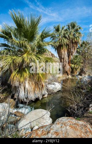 Murray Canyon Trail, Indian Canyons, Palm Springs. A tranquil desert ...
