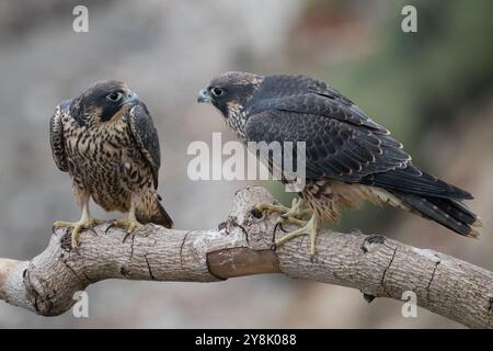 Pair of Peregrine Falcons (Falco peregrinus) perched on the top of the ...