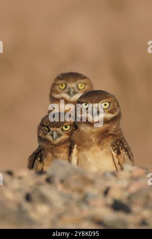 A trio of burrowing owls chicks look out from burrow Stock Photo - Alamy