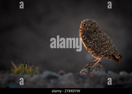 Single burrowing owl backlit at sunrise Stock Photo - Alamy