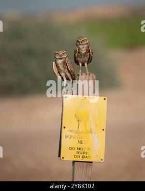 A pair of burrowing owls perch on a do not bury sign, Salton Sea ...