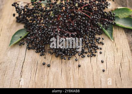 A cluster of ripe elderberries with deep purple-black fruit Stock Photo ...