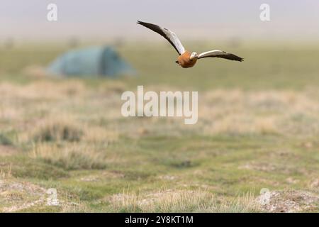 A beautiful ruddy shelduck birds in the water Stock Photo - Alamy