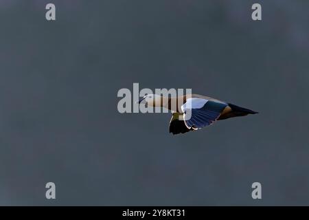 Ruddy shelduck (Tadorna ferruginea) back lit in flight Stock Photo - Alamy