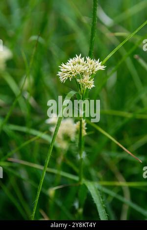 Snowy Wood-rush (Luzula nivea) flower Stock Photo - Alamy