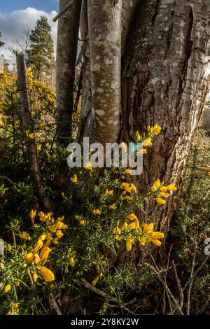 Intimate spring landscape at Keston Common with Gorse, tree and lovely ...