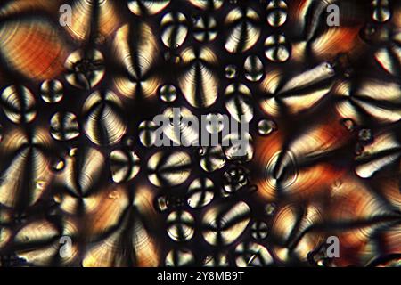 cornstarch under the microscope Stock Photo - Alamy